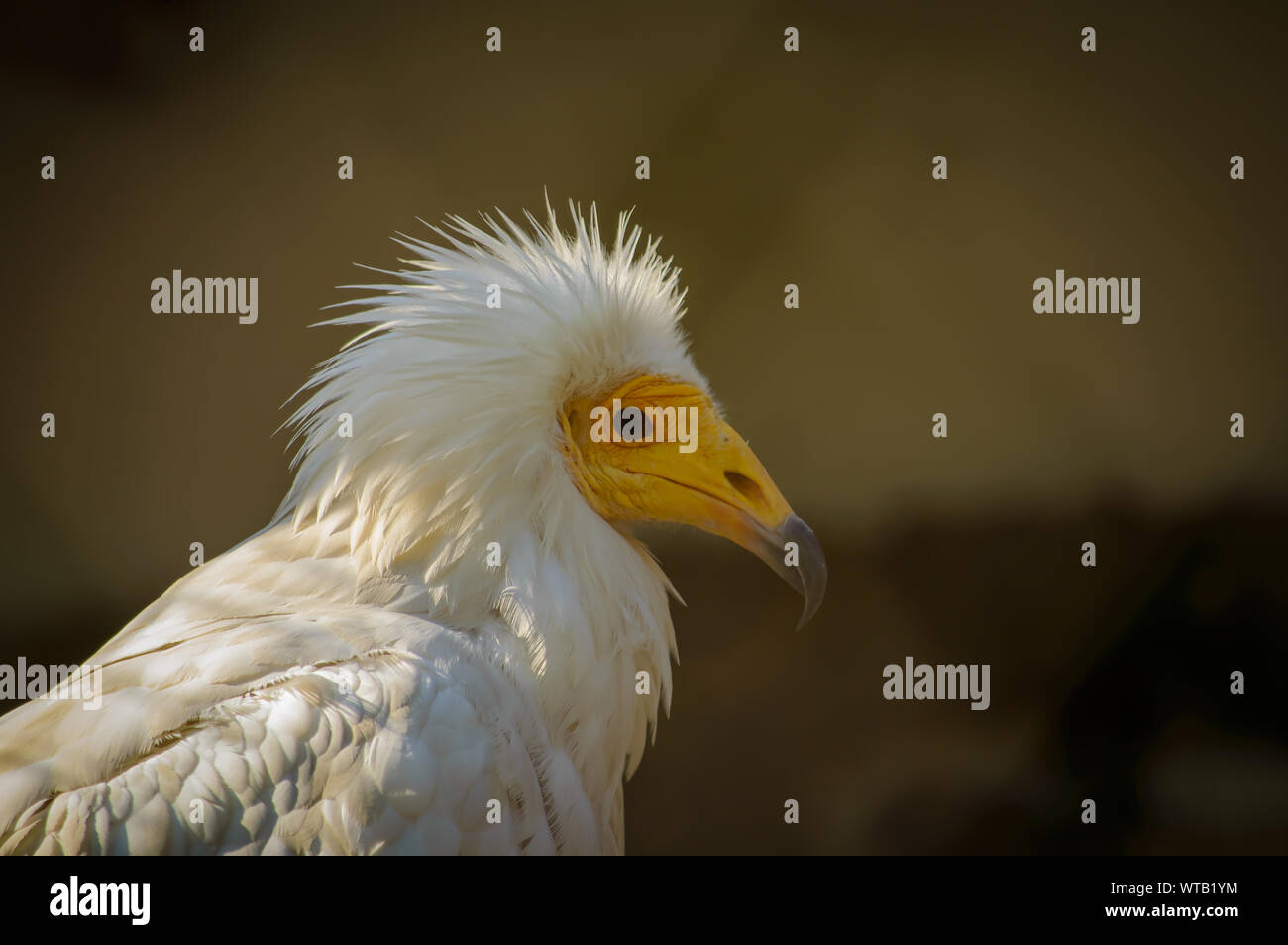 Vulture eagle hi-res stock photography and images - Alamy