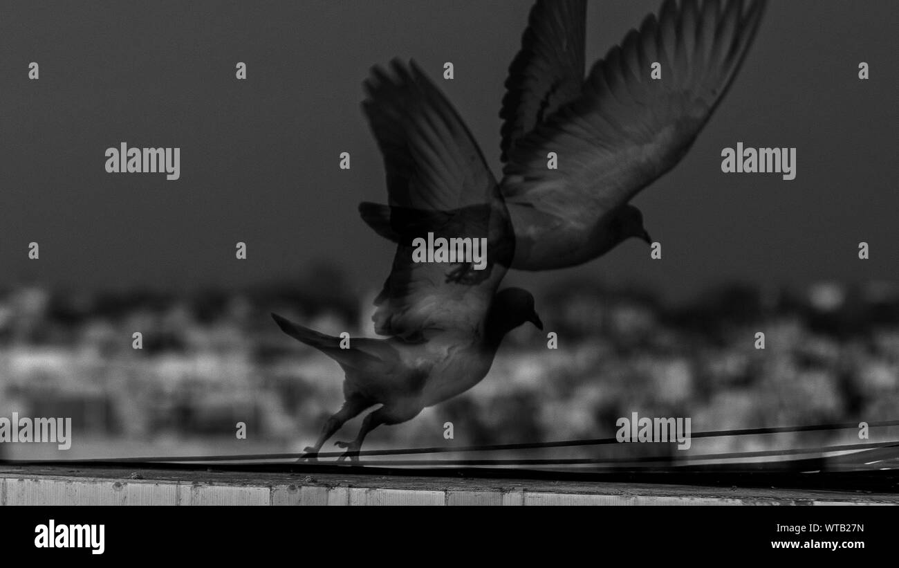 Double Exposure Wildlife High Resolution Stock Photography and Images ...