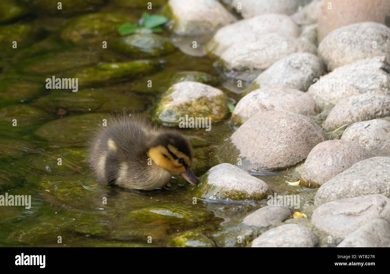 Duckling swimming in clear water hi-res stock photography and images ...