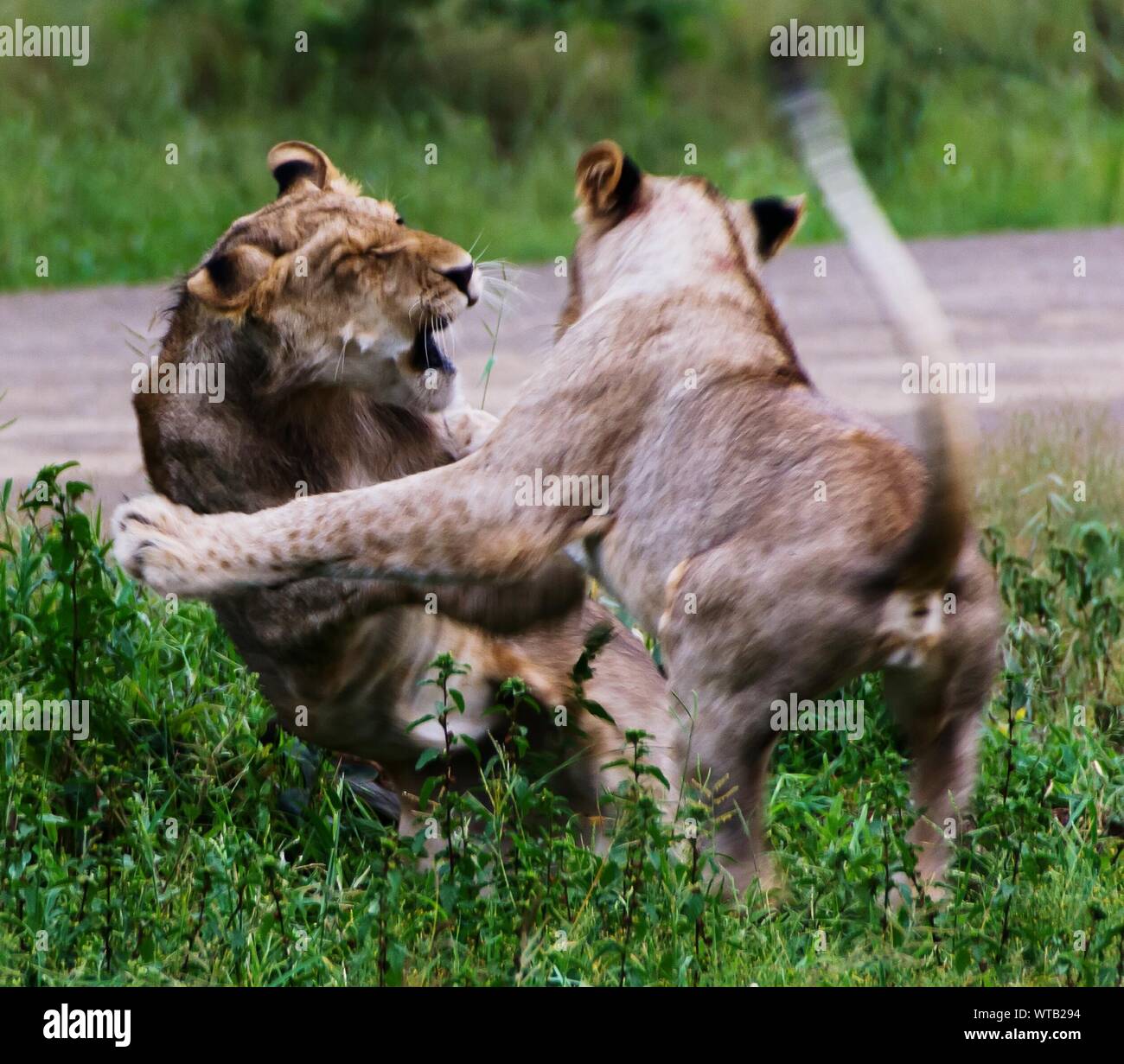 View Of Fighting Lions Stock Photo - Alamy