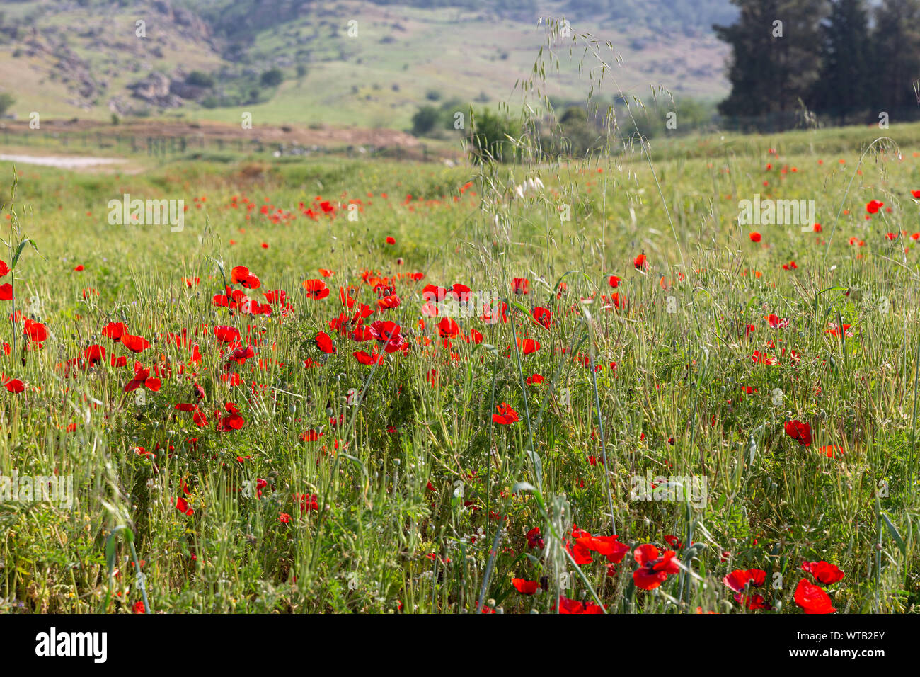 Poppy waterfall hi-res stock photography and images - Alamy