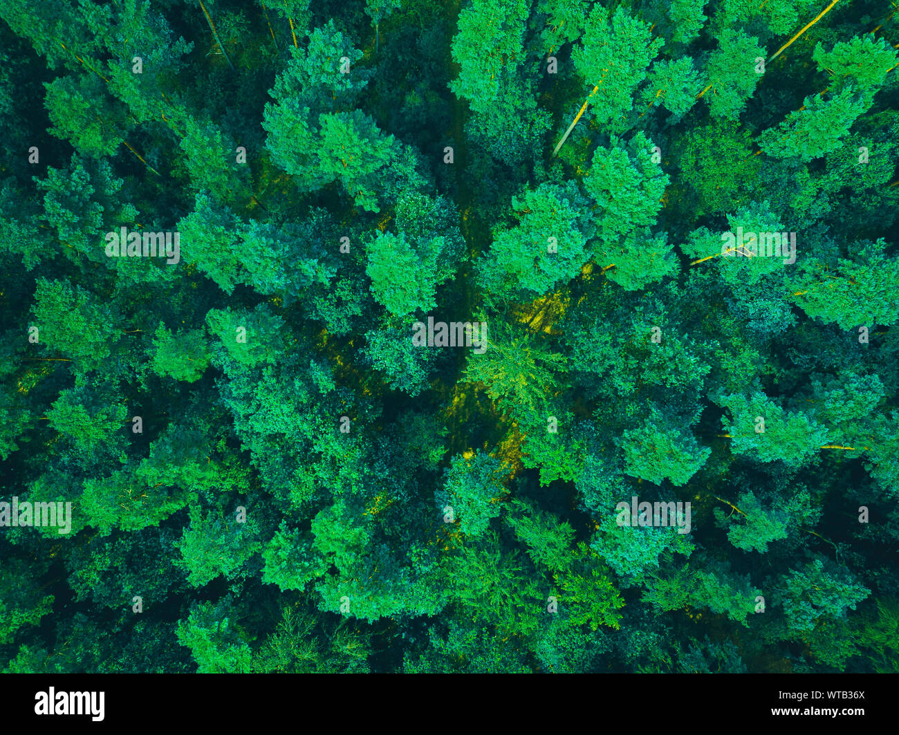 Green treetops hi-res stock photography and images - Alamy