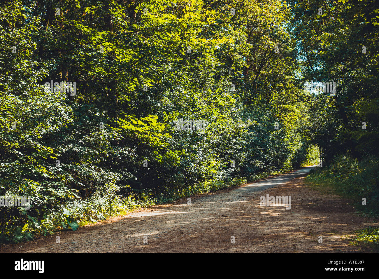 lone path in the forest Stock Photo - Alamy