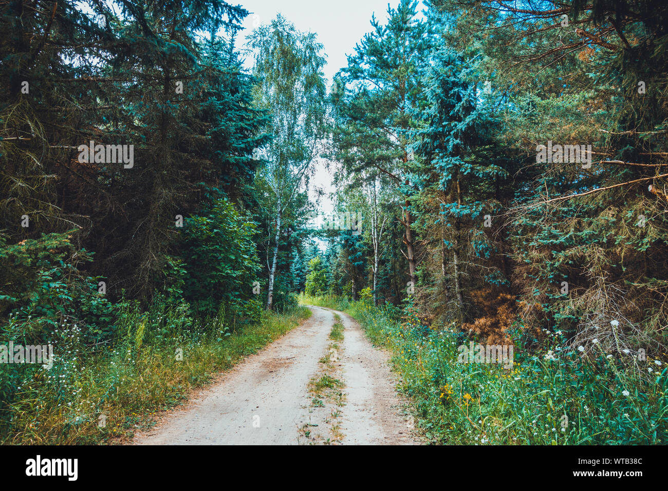 road in a forest with giant trees and green bushes Stock Photo - Alamy
