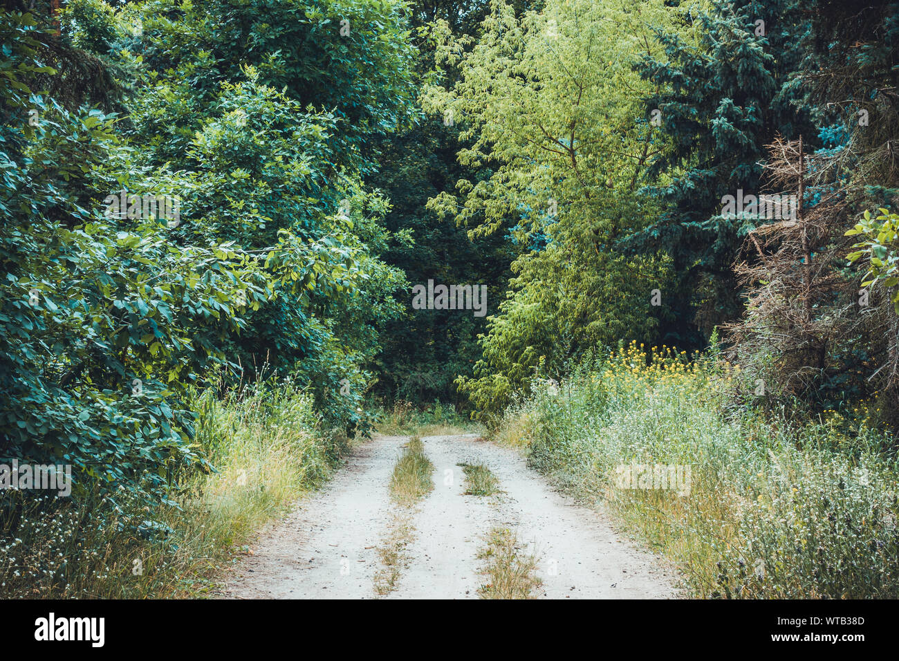 road in a forest with giant trees and green bushes Stock Photo - Alamy