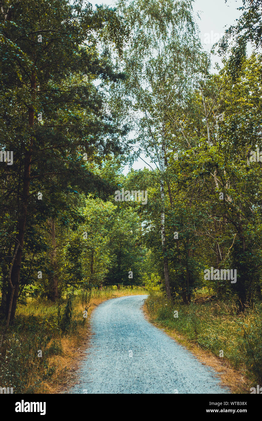 typical german forest in vintage colors Stock Photo - Alamy