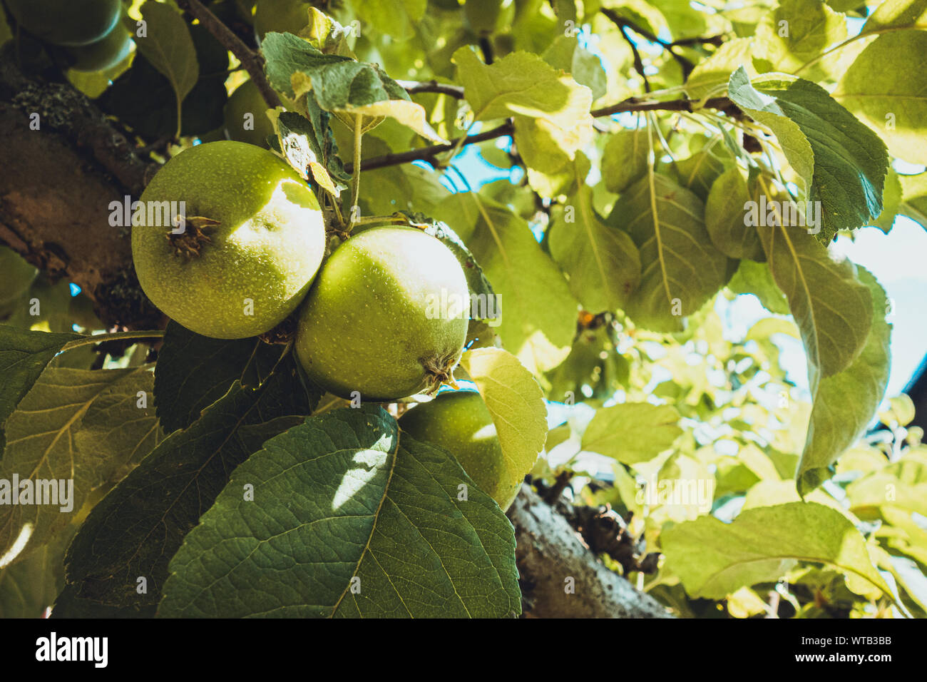 some fruits in the trees Stock Photo - Alamy