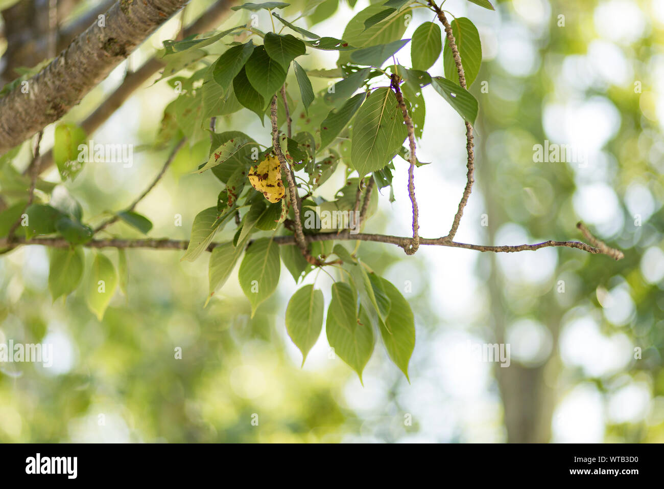 First autumn leaves close up on a forest landscape background Stock ...