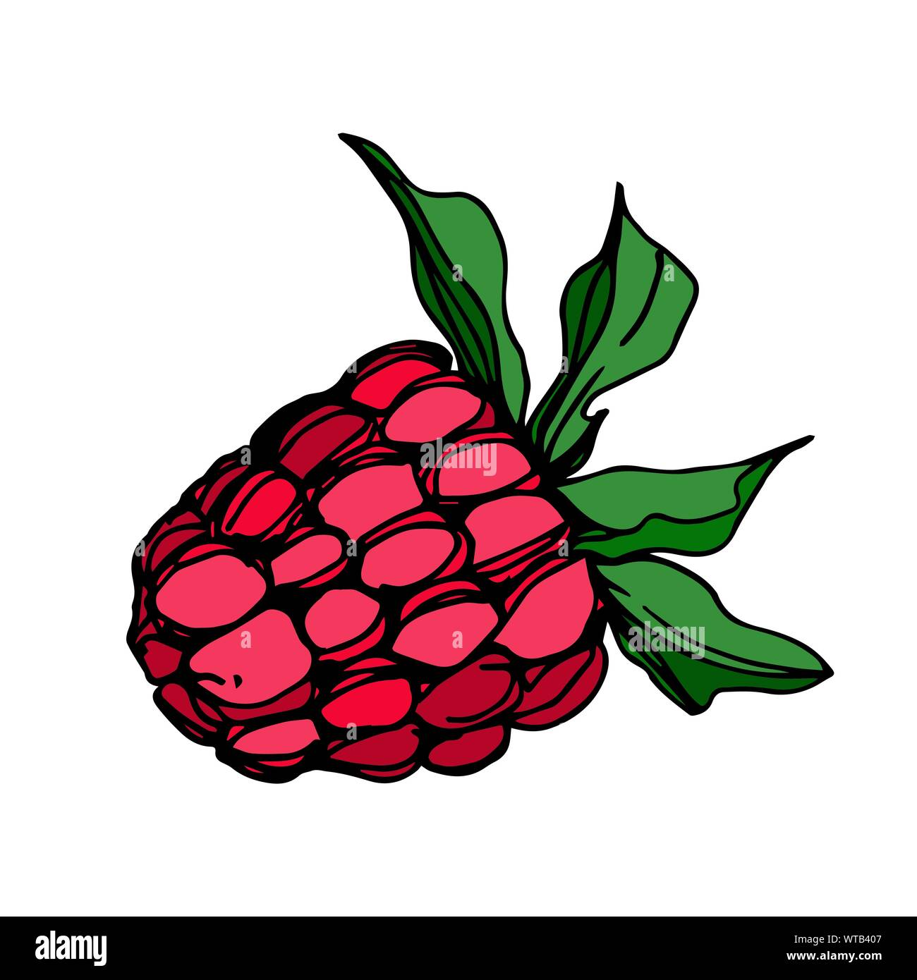 Vector Raspberry healthy food fresh berry isolated element. Black and ...