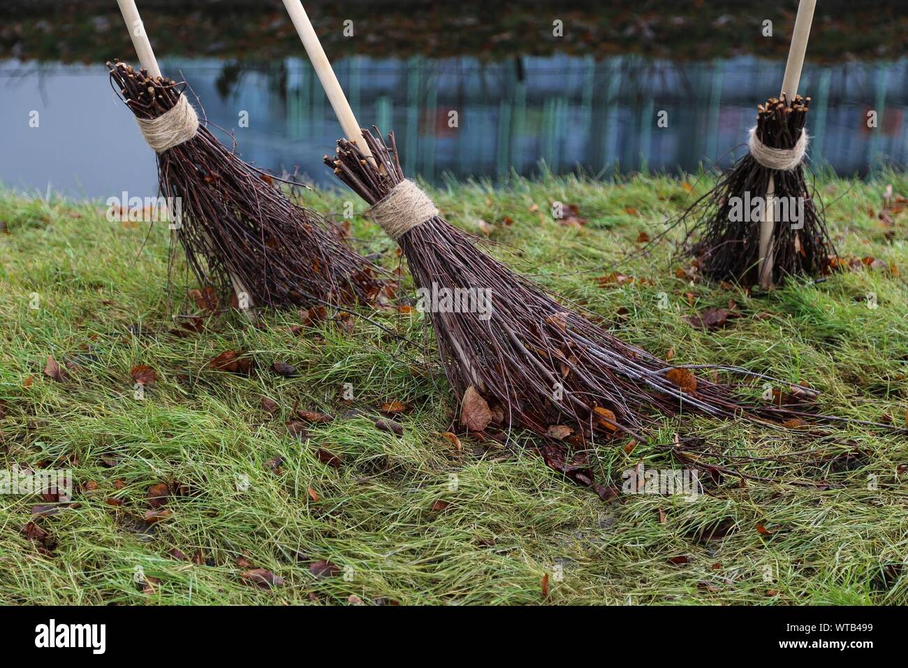 French broom grass - sekaload