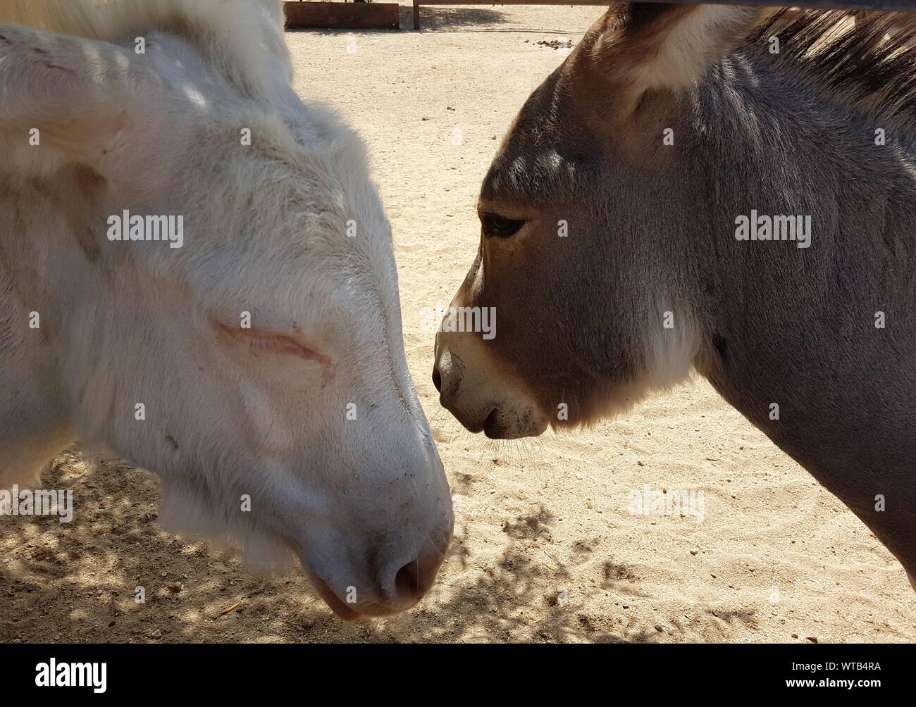 photo of two little donkeys in love during the summer Stock Photo - Alamy