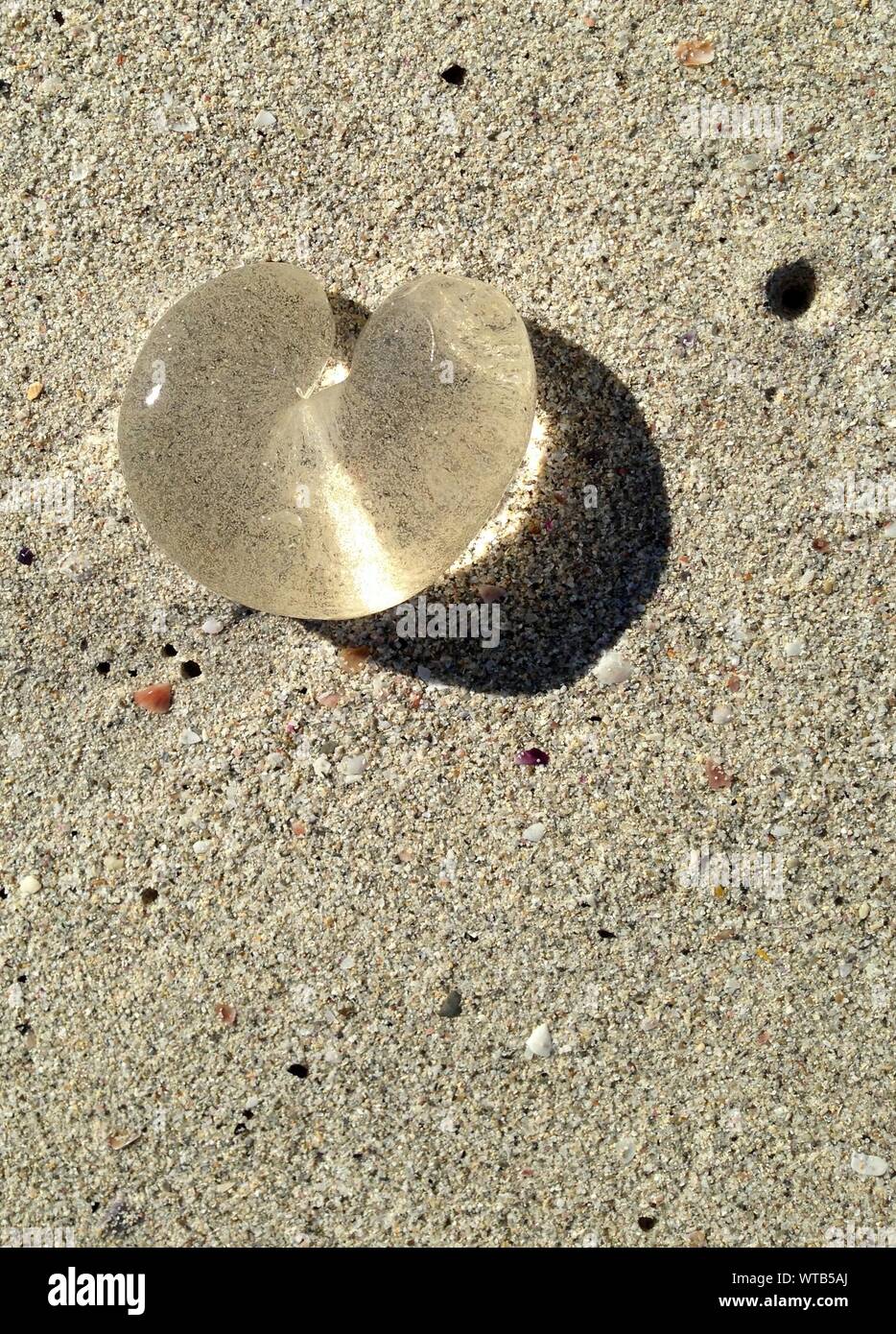 Snail egg hi-res stock photography and images - Alamy