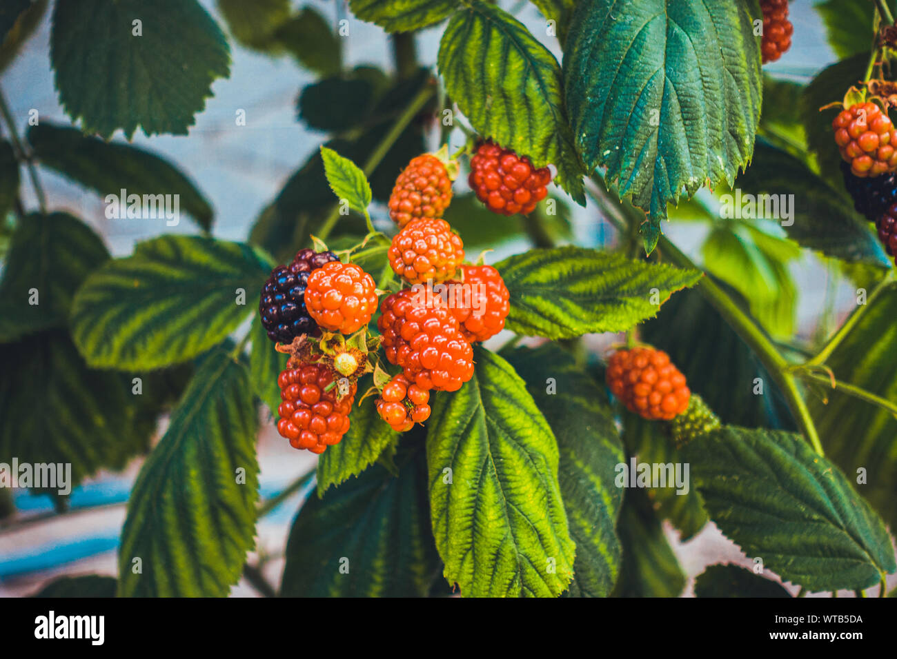 raspberries in black and red colors Stock Photo - Alamy