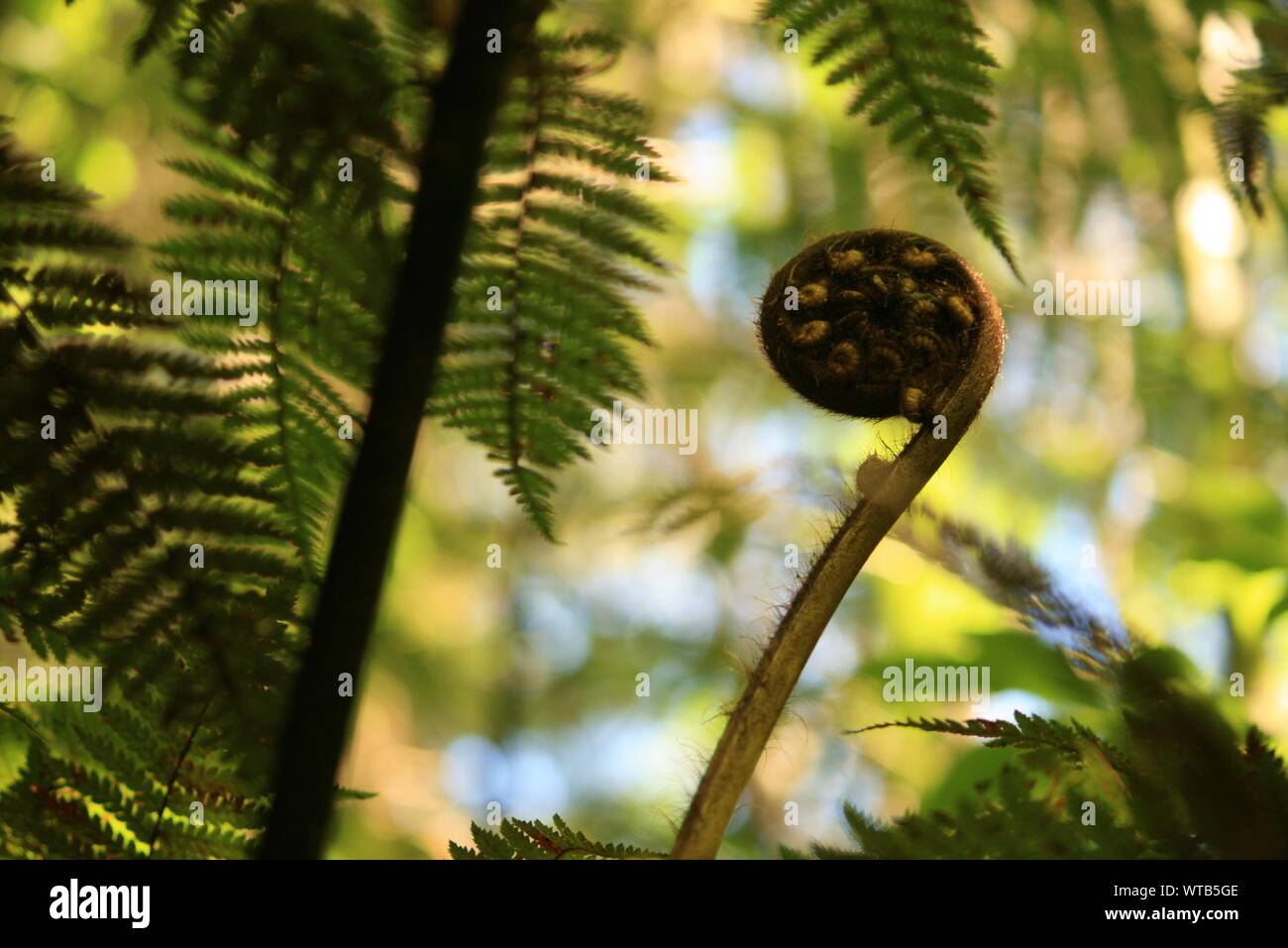 Fern Spiral High Resolution Stock Photography and Images - Alamy