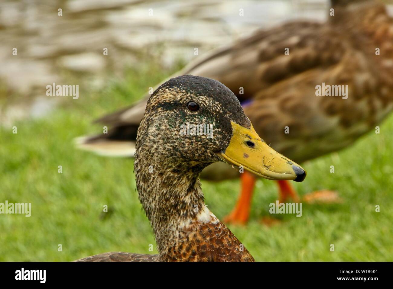Duck up close hi-res stock photography and images - Alamy