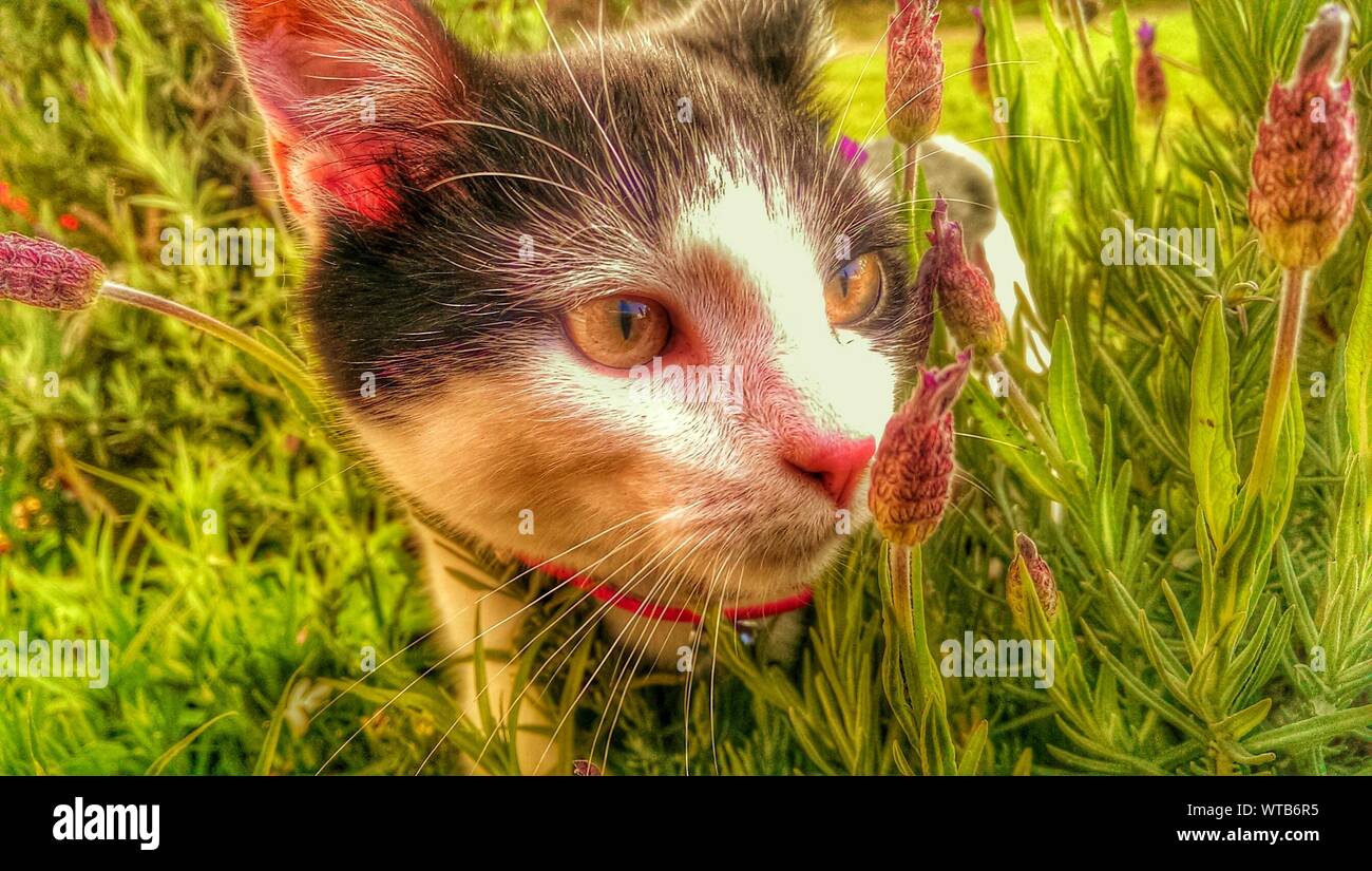 Domestic cat flower field hi-res stock photography and images - Alamy