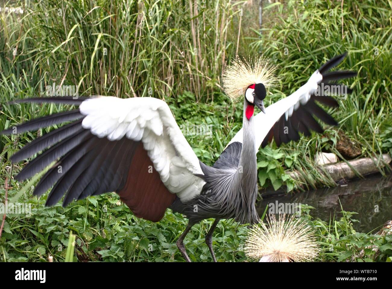 Grey crowned crane wings hi-res stock photography and images - Alamy