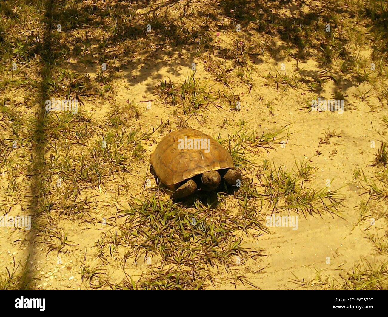 Turtle hiding hi-res stock photography and images - Alamy