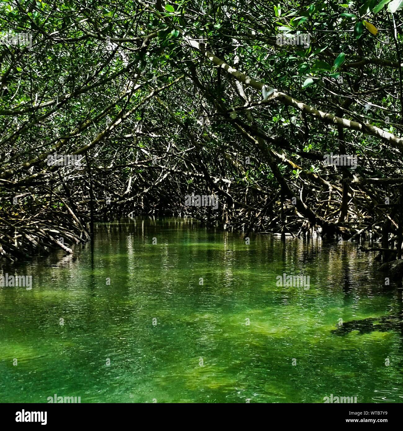 The forming tree hi-res stock photography and images - Alamy