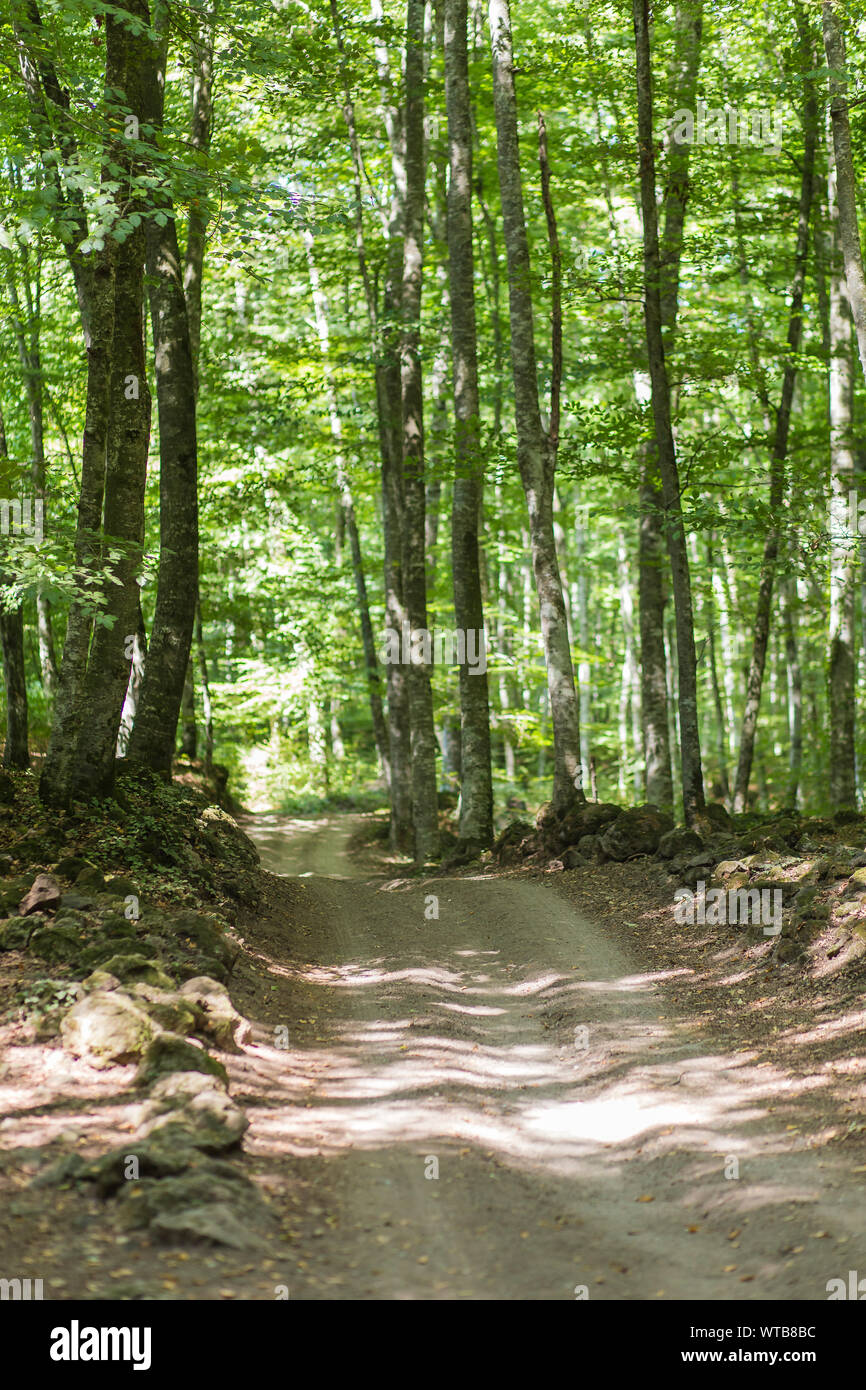 Beech grove with green leaves on a deep forest with walking path Stock ...