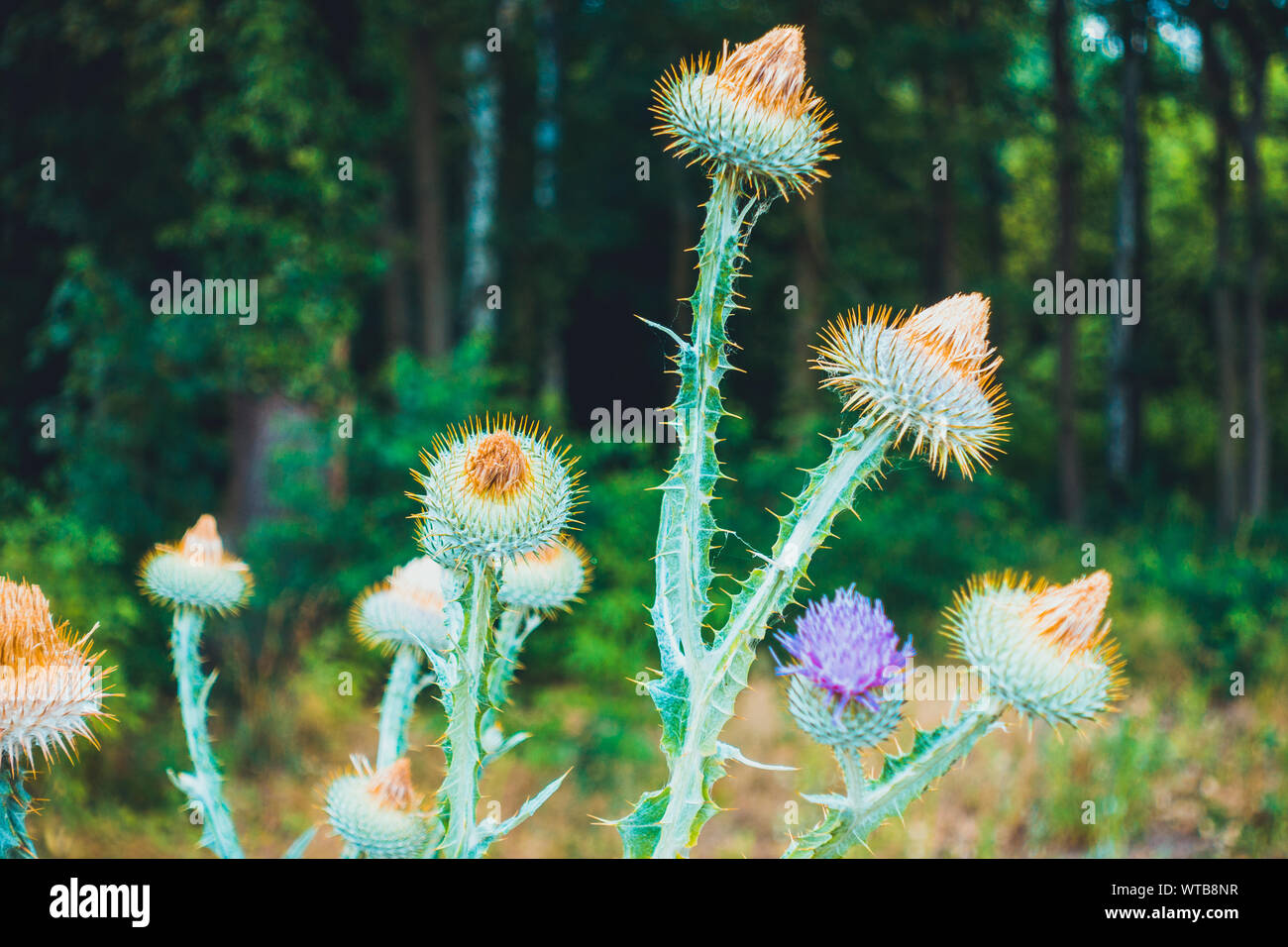 some colorful flowers in the forest Stock Photo - Alamy