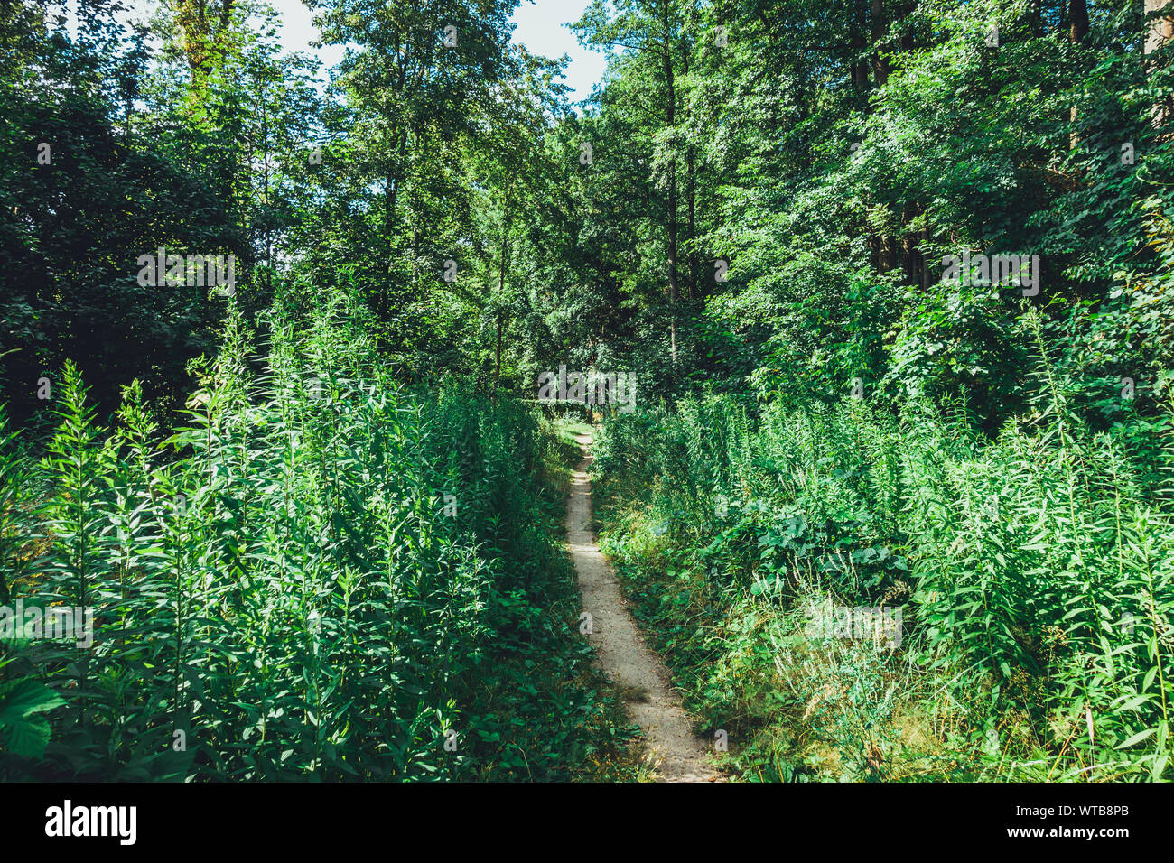 lone path in the forest Stock Photo - Alamy