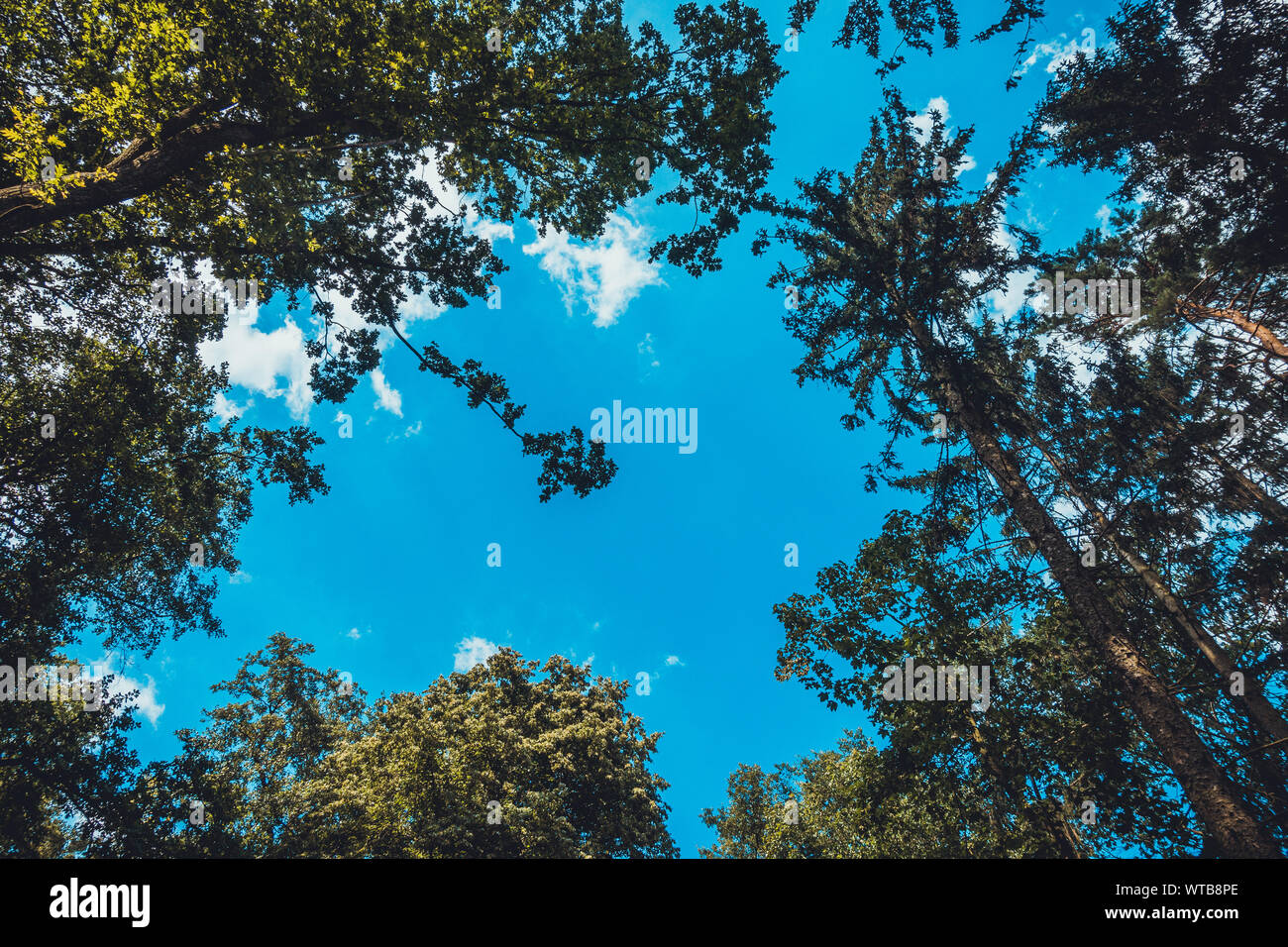 Treetops from below bright hi-res stock photography and images - Alamy