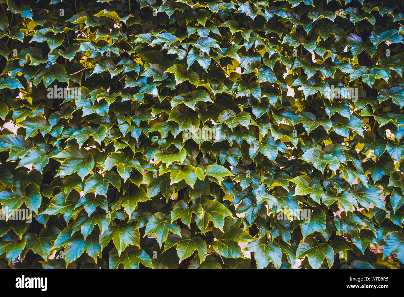 ivy background texture in vintage colors Stock Photo - Alamy