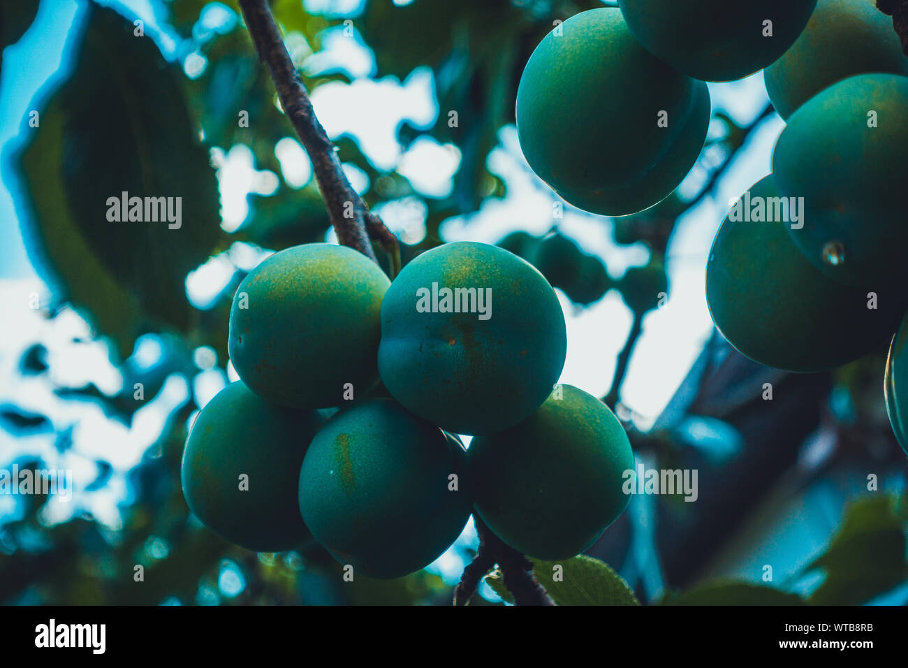 some fruits in the trees Stock Photo - Alamy
