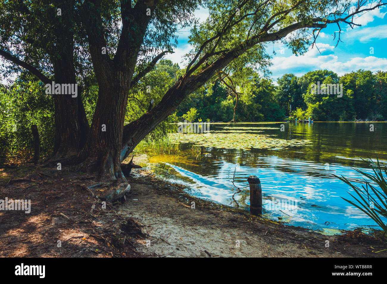 bay in a forest at germany Stock Photo - Alamy