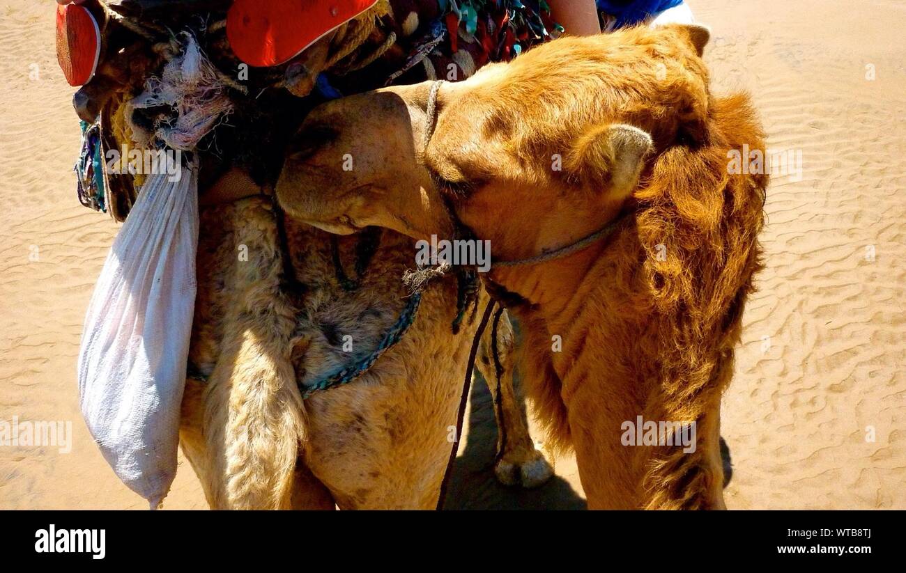 Camel view hi-res stock photography and images - Alamy