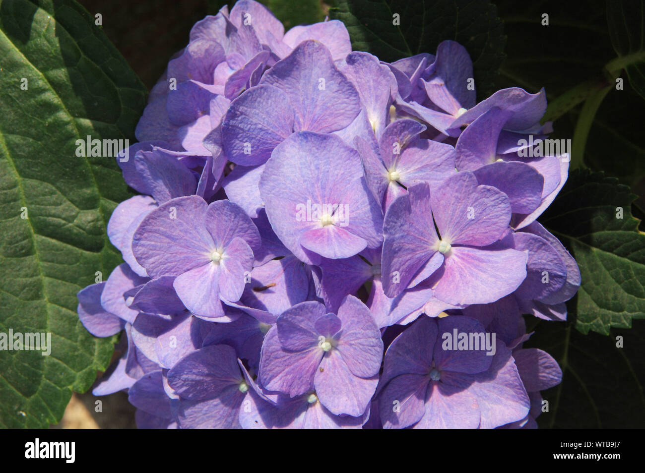 flowering hydrangea plant in the garden Stock Photo - Alamy