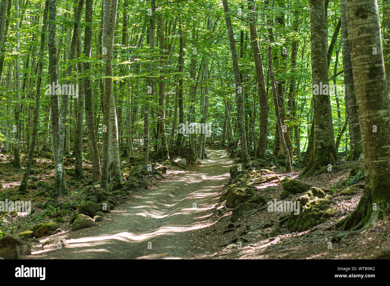 Beech grove with green leaves on a deep forest with walking path Stock ...