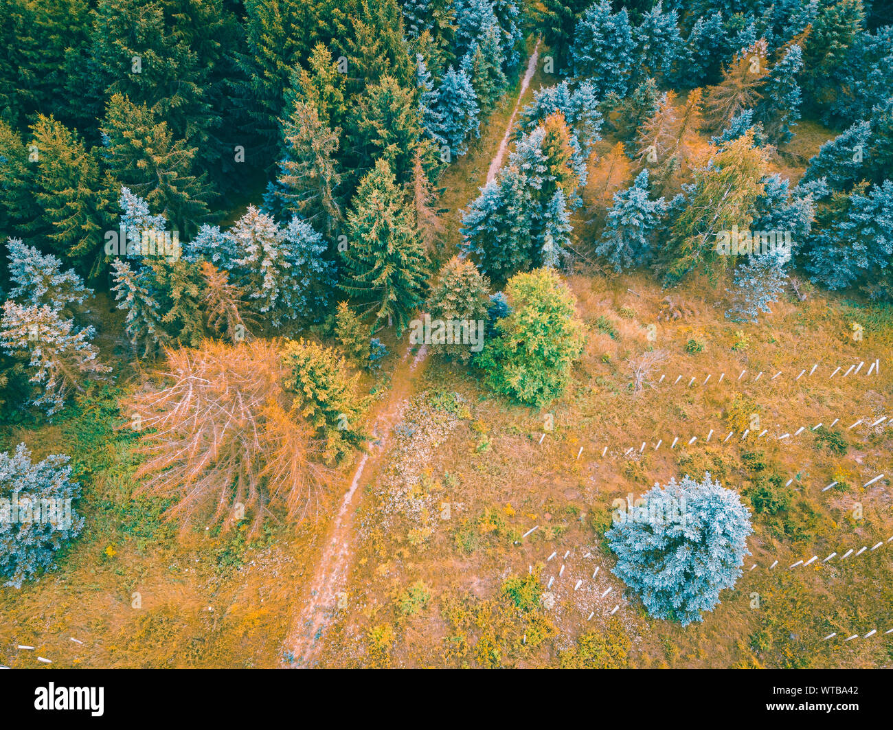 Drone over lush evergreen forest hi-res stock photography and images ...