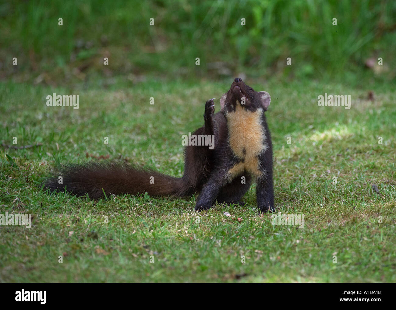 Highland midge culicoides impunctatus hi-res stock photography and ...