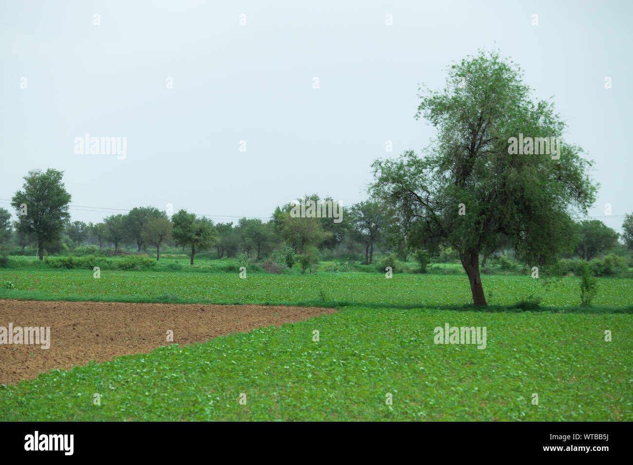 Wide field single tree hi-res stock photography and images - Alamy