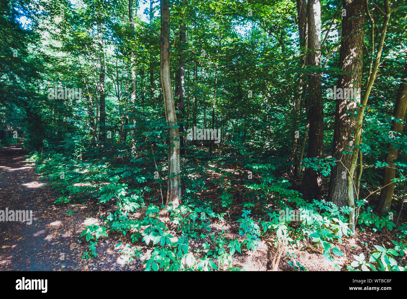 giant trees and bushes in a forest Stock Photo - Alamy