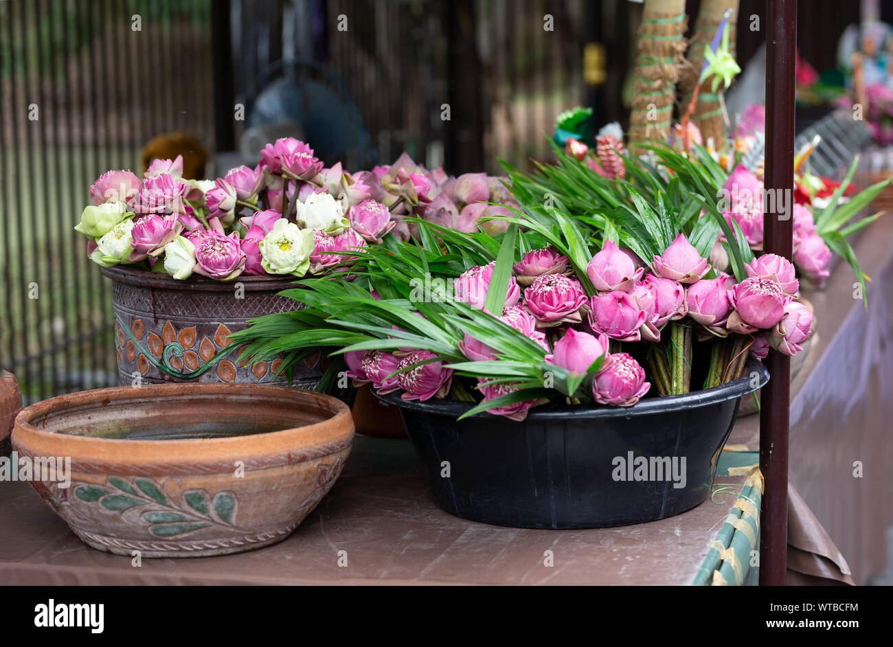 Pink lotus for offering ceremony in containers Stock Photo - Alamy