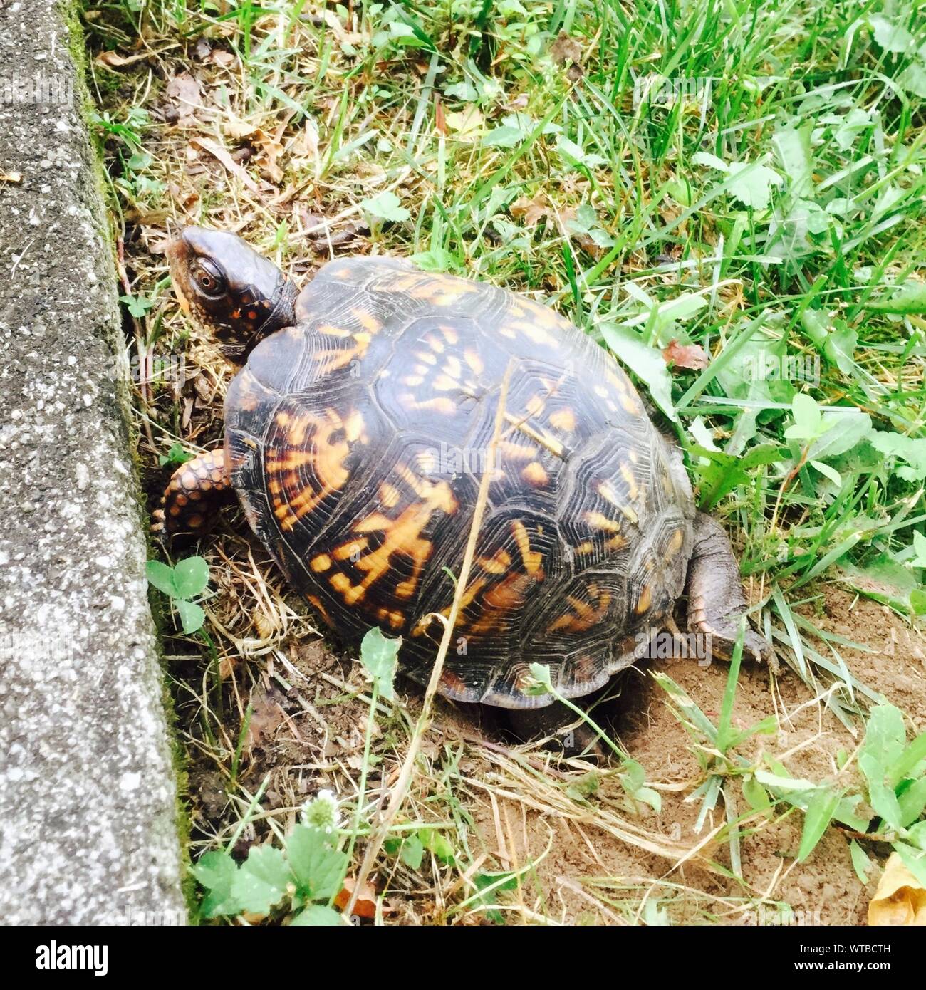 Eastern box turtle hi-res stock photography and images - Alamy