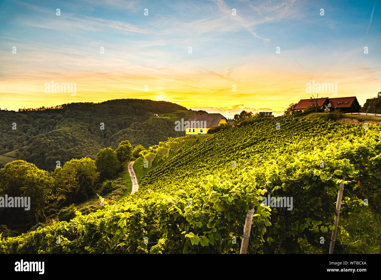 Colorfull landscape of sunset at vineyards in Austrian countryside in ...
