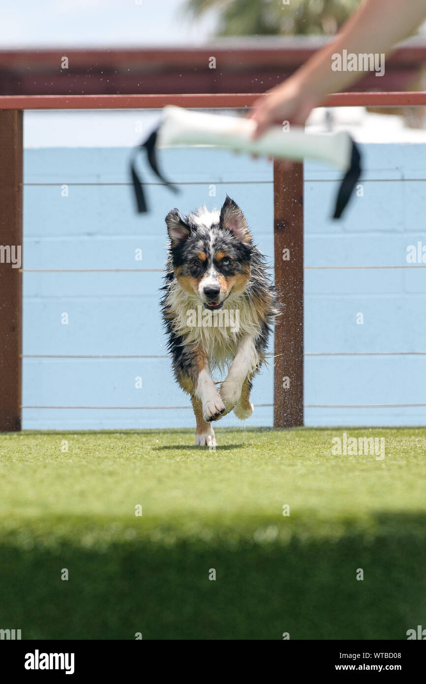 Blue Merle Australian Shepherd dock diving and running towards the toy ...