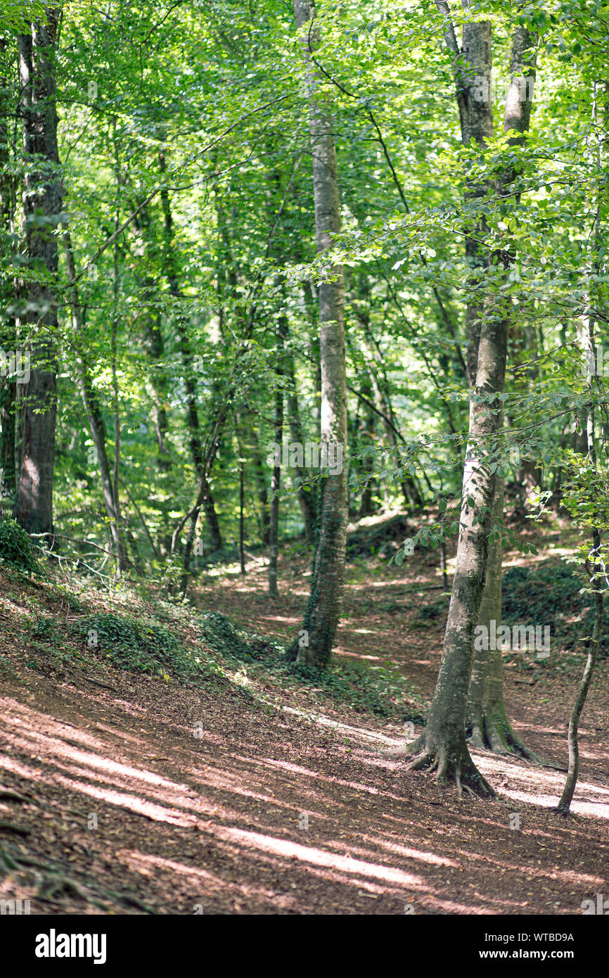 Grove landscape hi-res stock photography and images - Alamy