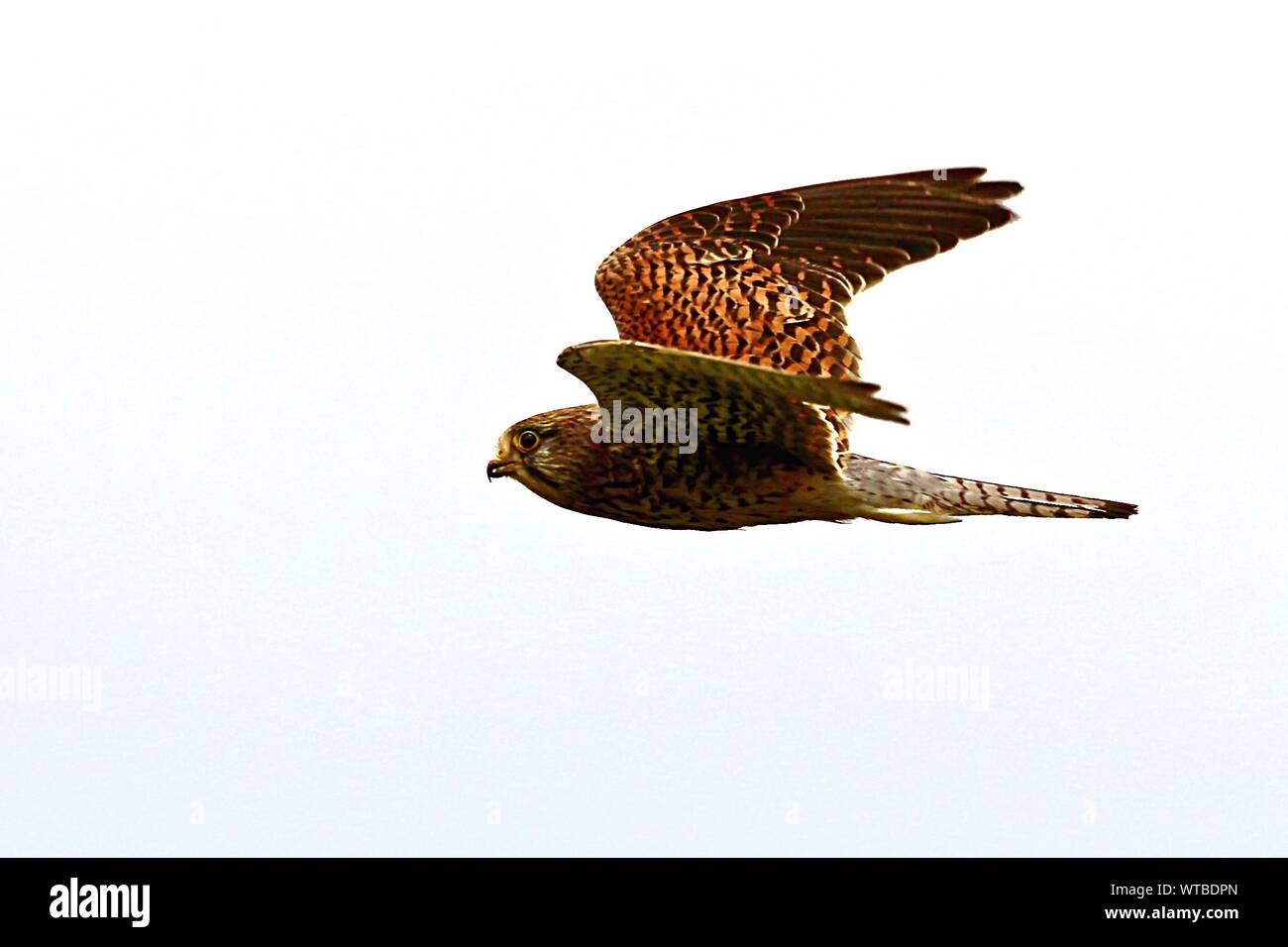 Sharp shinned hawk hi-res stock photography and images - Alamy