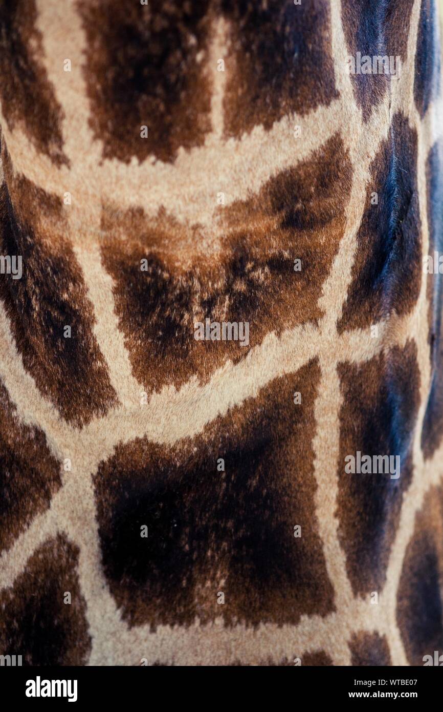 Giraffe markings pattern hi-res stock photography and images - Alamy