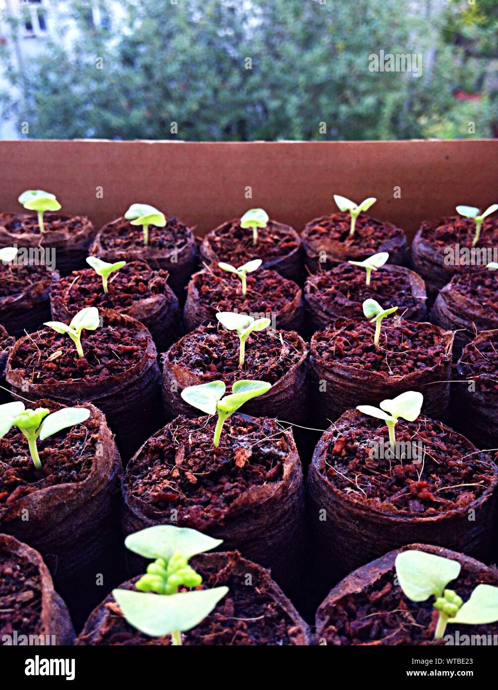 Potted on seedlings hi-res stock photography and images - Alamy