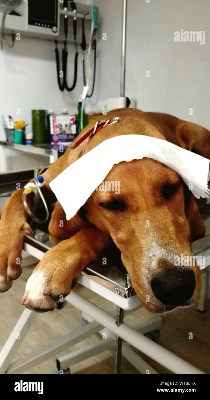 Hospital dog hi-res stock photography and images - Alamy