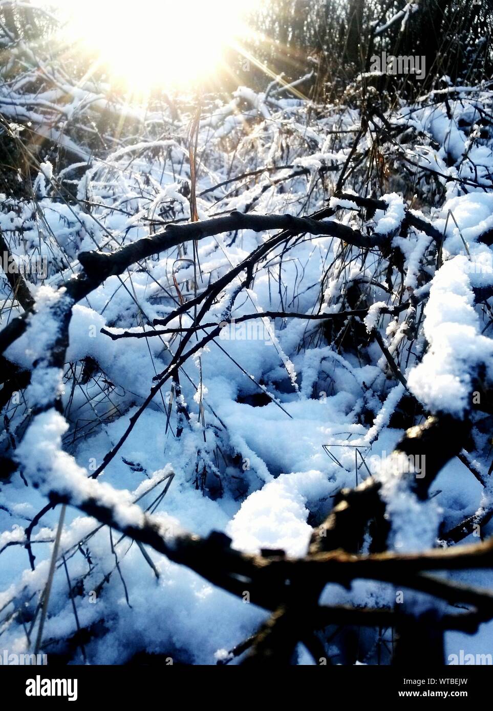 Backlit bush hi-res stock photography and images - Alamy