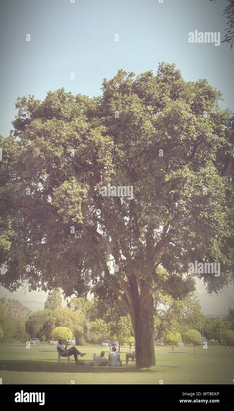 People of the tree hi-res stock photography and images - Alamy
