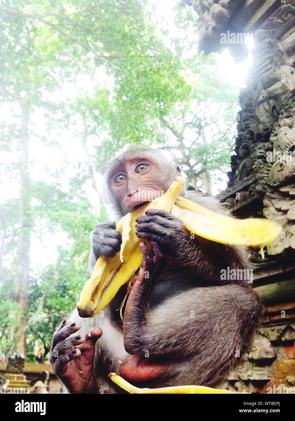 Monkey has banana hi-res stock photography and images - Alamy