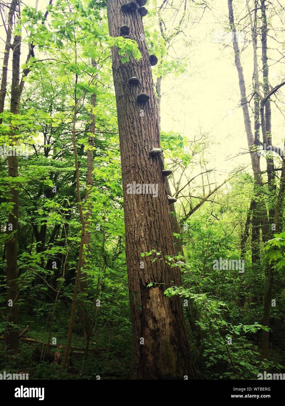 Green fungi on the trunk hi-res stock photography and images - Alamy
